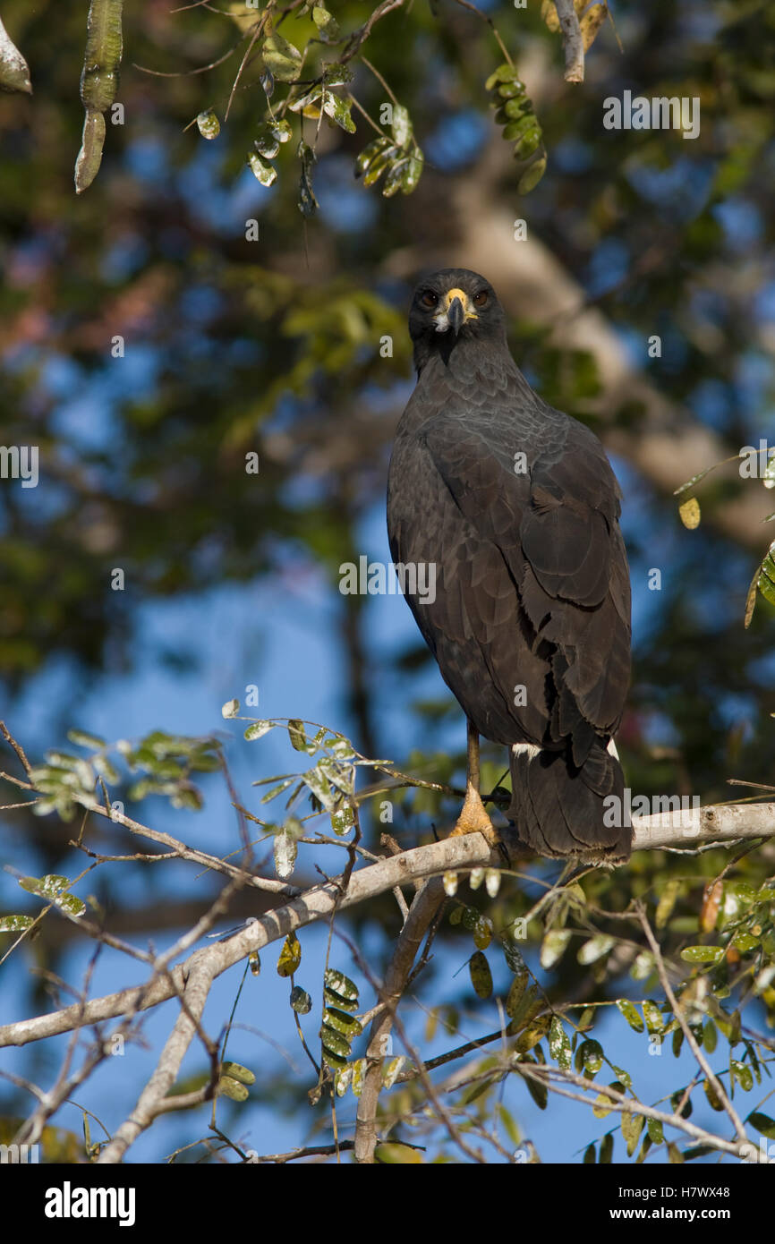 Great Black Hawk (Buteogallus urubitinga), Pantanal, Brazil Stock Photo ...