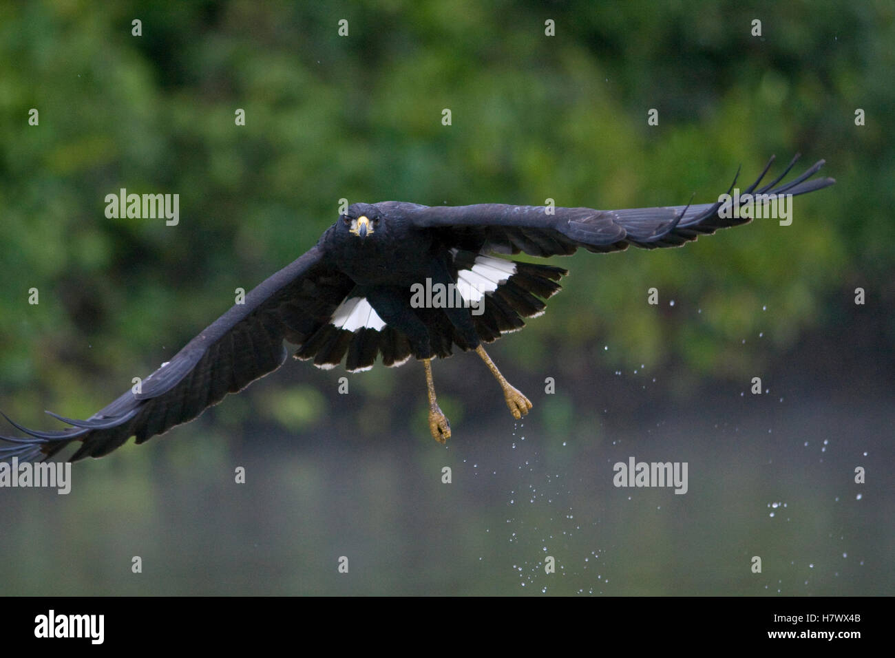 Great Black Hawk (Buteogallus urubitinga) hunting, Pantanal, Brazil ...