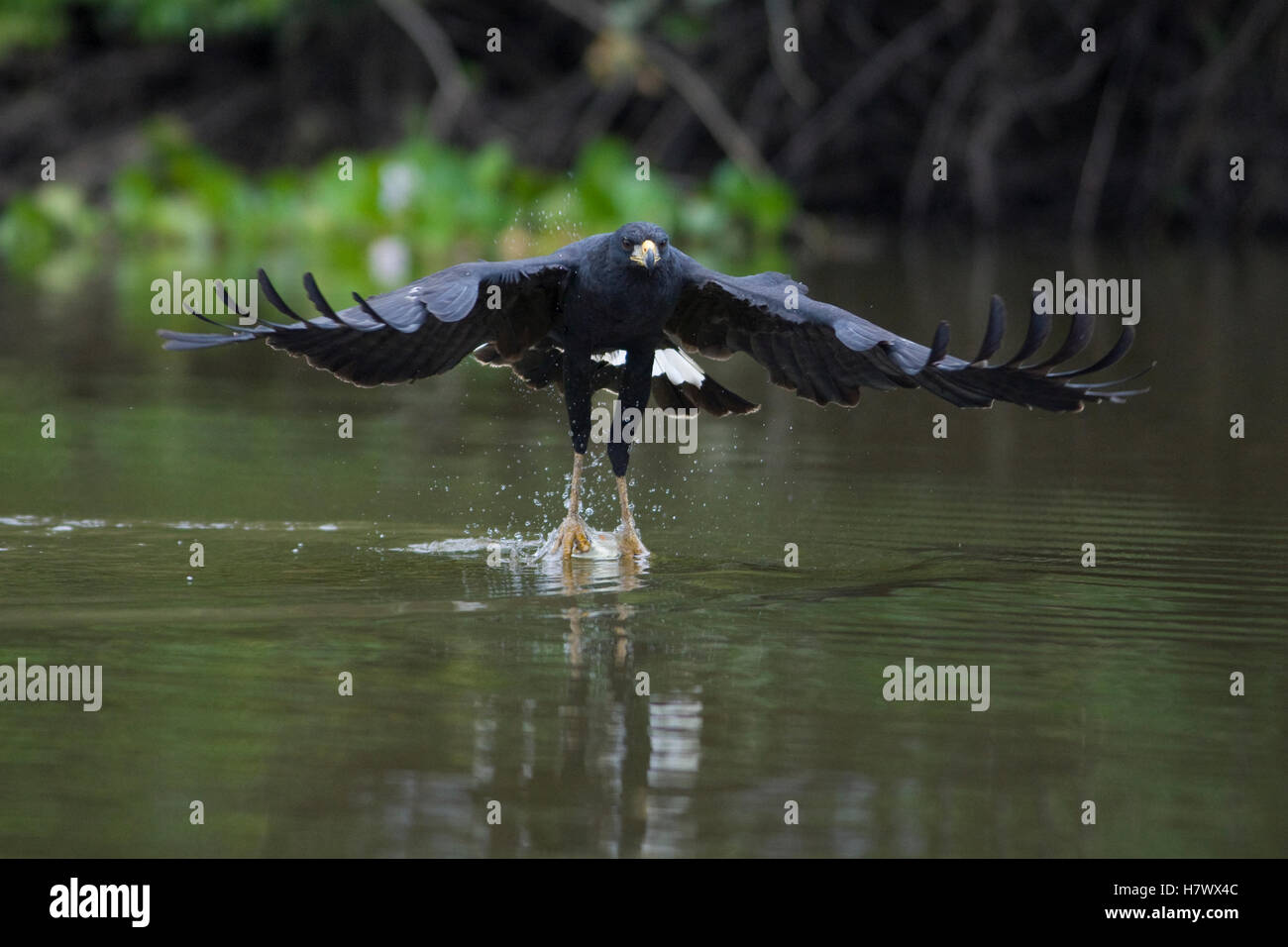 Great Black Hawk (Buteogallus urubitinga) hunting, Pantanal, Brazil ...