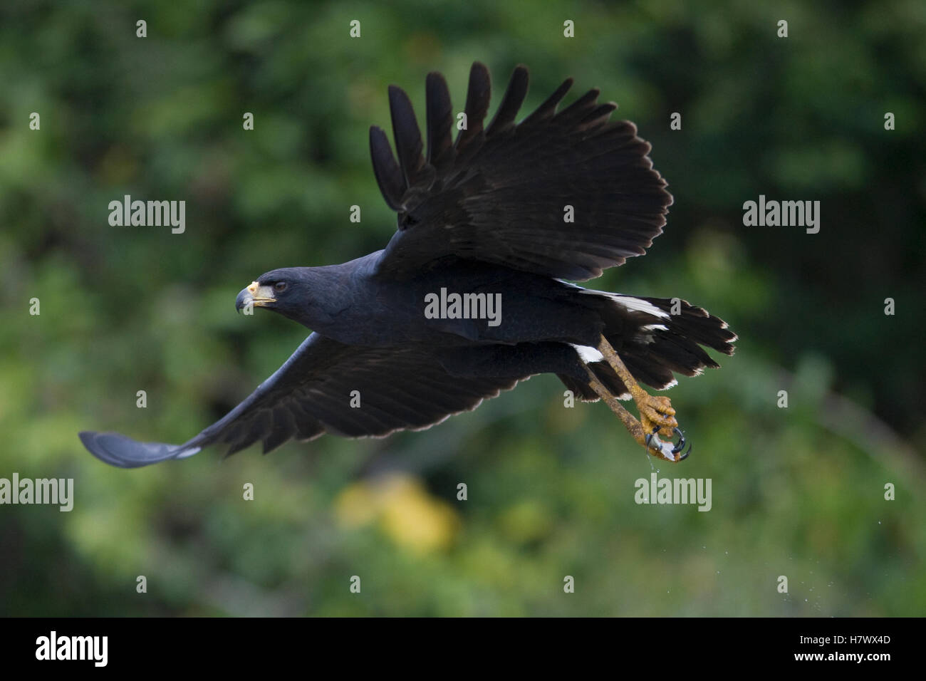 Great Black Hawk (Buteogallus urubitinga) flying, Pantanal, Brazil ...