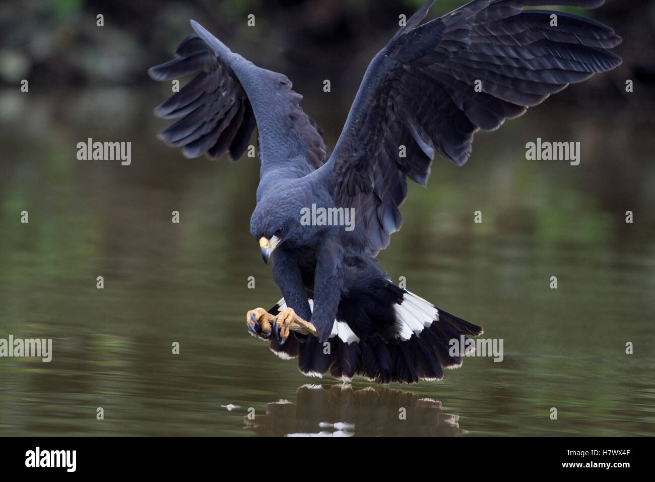 Great Black Hawk (Buteogallus urubitinga) hunting, Pantanal, Brazil ...