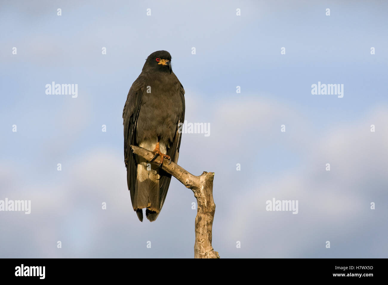 Snail Kite (Rostrhamus sociabilis), Pantanal, Brazil Stock Photo - Alamy