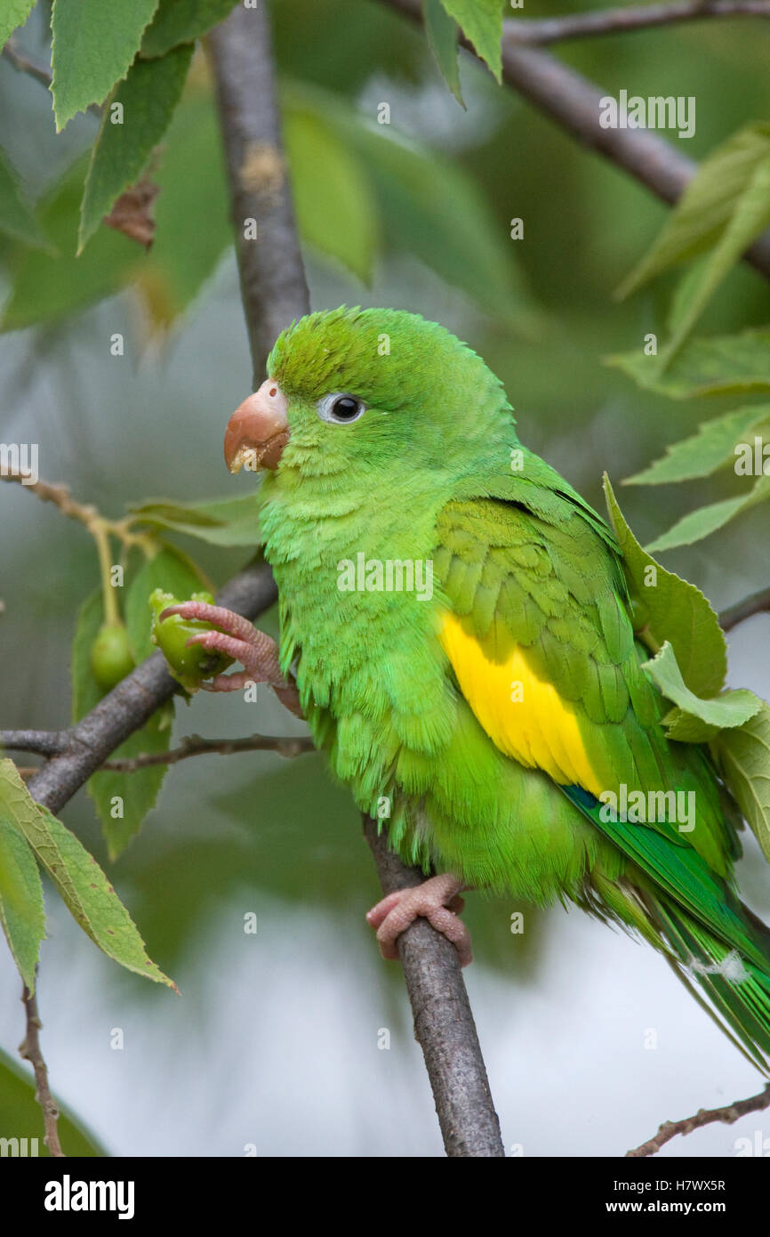 Yellow-chevroned Parakeet (Brotogeris chiriri), Pantanal, Brazil Stock ...