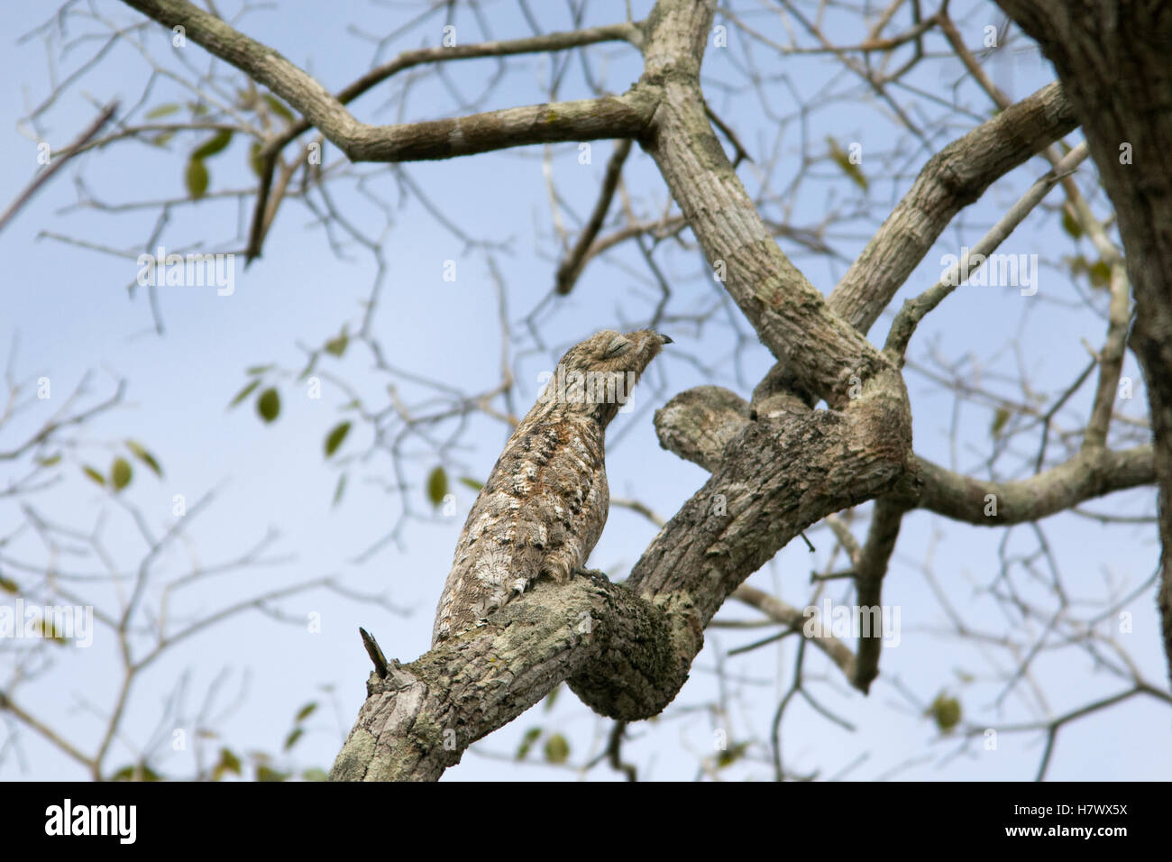 Great Potoo (Nyctibius grandis) camouflaged on branch, Pantanal, Brazil ...