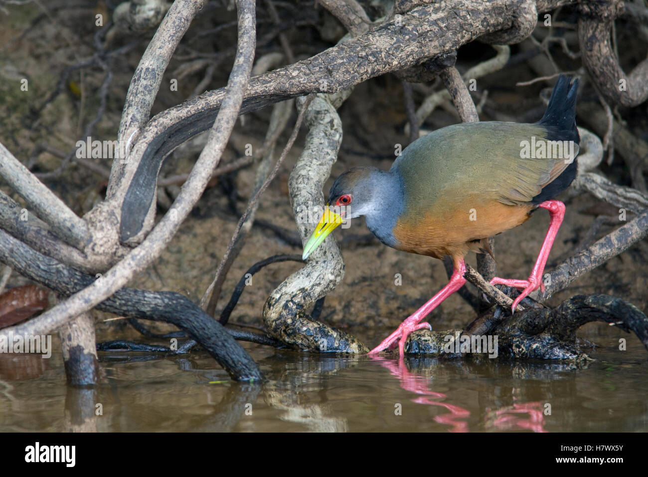 Grey-necked Wood-Rail (Aramides cajanea) foraging, Pantanal, Brazil ...
