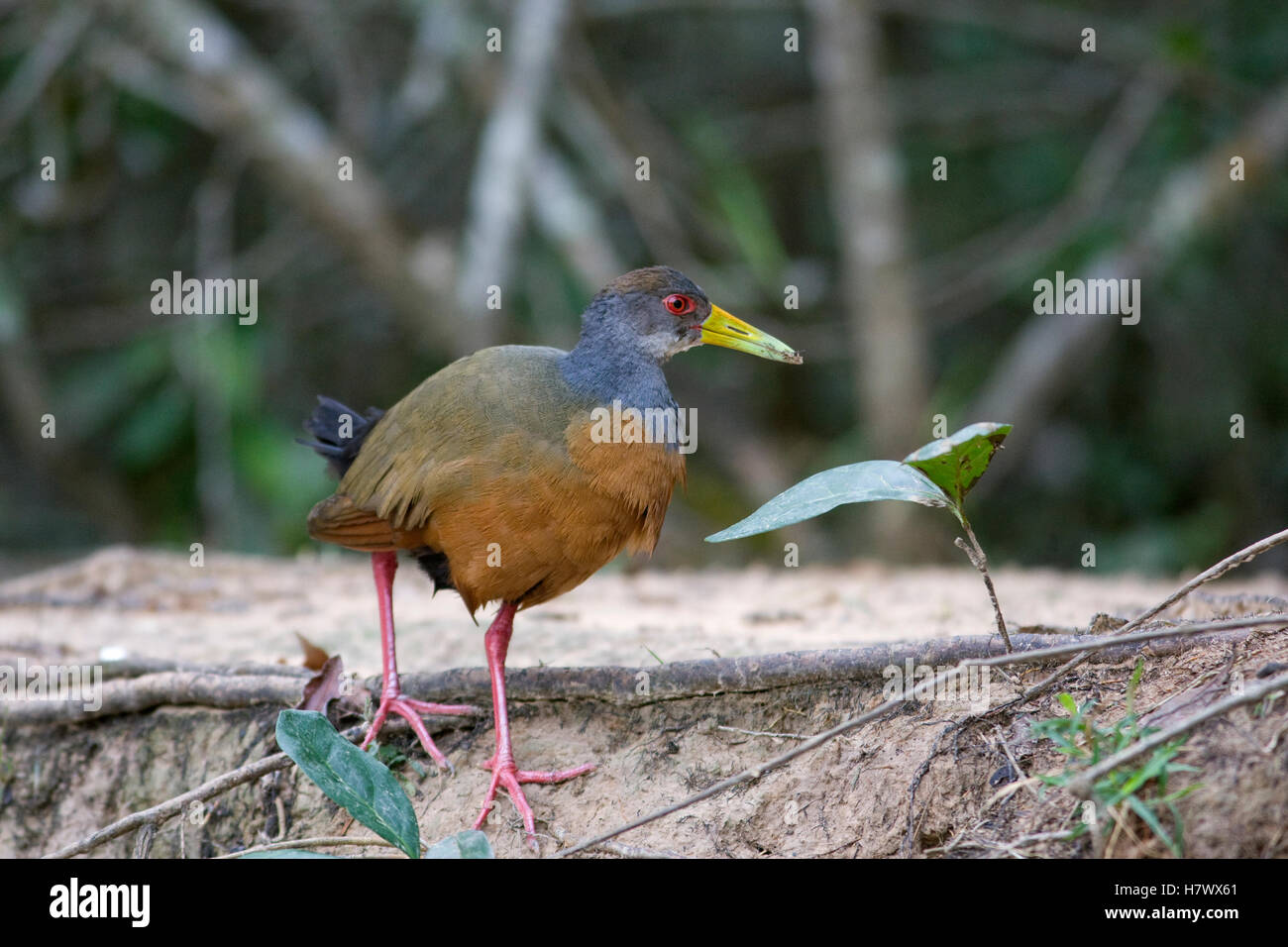 Grey-necked Wood-Rail (Aramides cajanea), Pantanal, Brazil Stock Photo ...