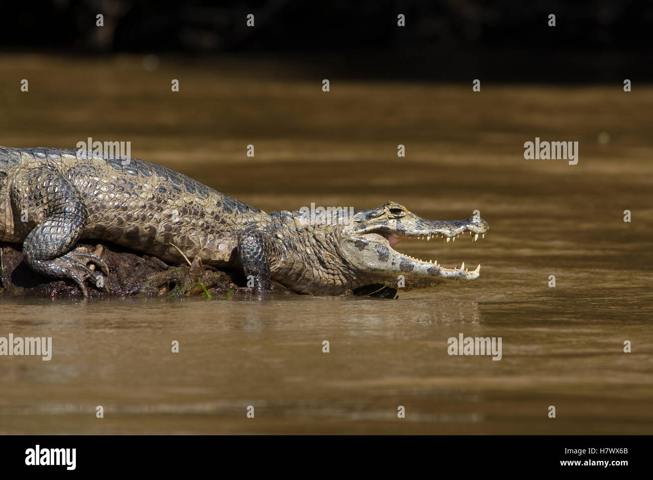 Spectacled Caiman (Caiman crocodilus) on shore, Pantanal, Brazil Stock ...