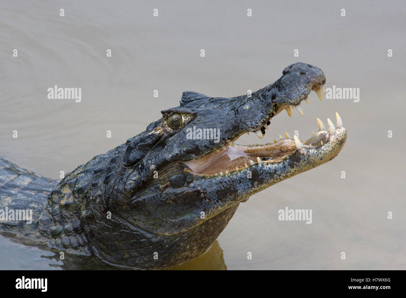 Spectacled Caiman (Caiman crocodilus) eating fish, Pantanal, Brazil ...