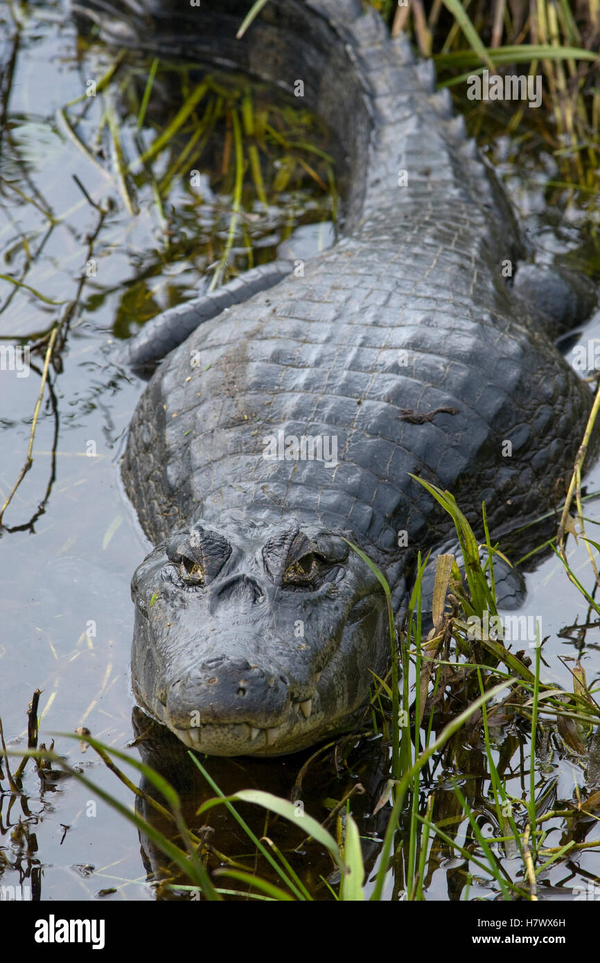 Spectacled Caiman (Caiman crocodilus), Pantanal, Brazil Stock Photo - Alamy