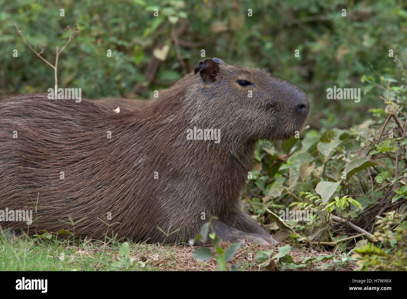 Capybara (Hydrochoerus hydrochaeris), Pantanal, Brazil Stock Photo - Alamy