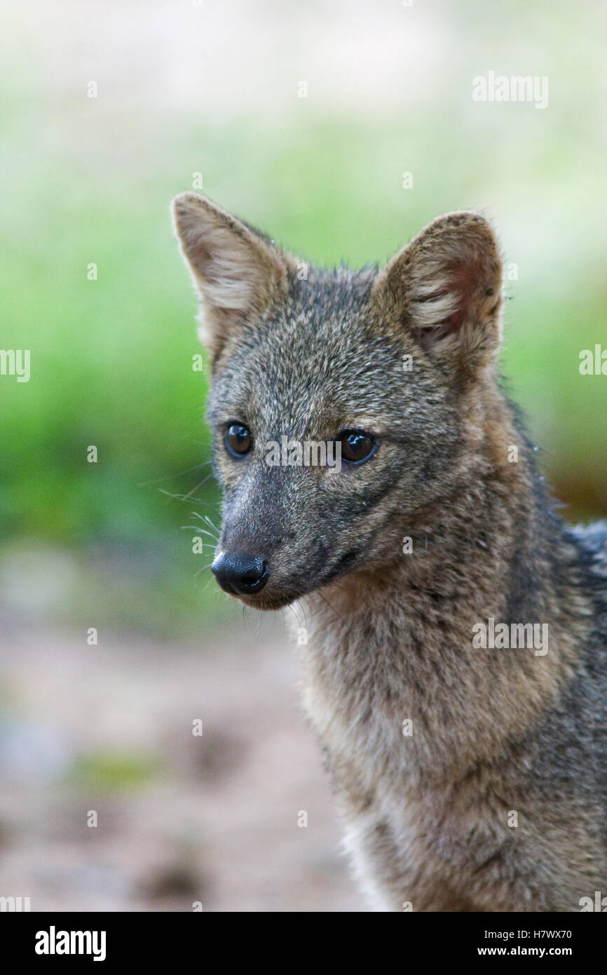 Crab-eating Fox (Cerdocyon thous), Pantanal, Brazil Stock Photo - Alamy