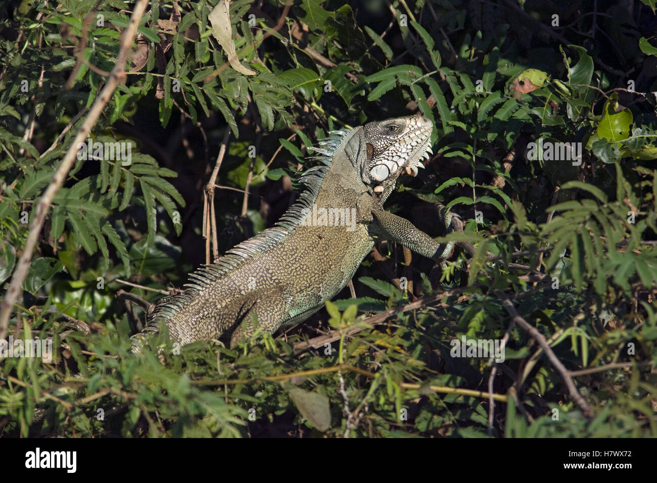 Green Iguana (Iguana iguana) in tree, Pantanal, Brazil Stock Photo - Alamy