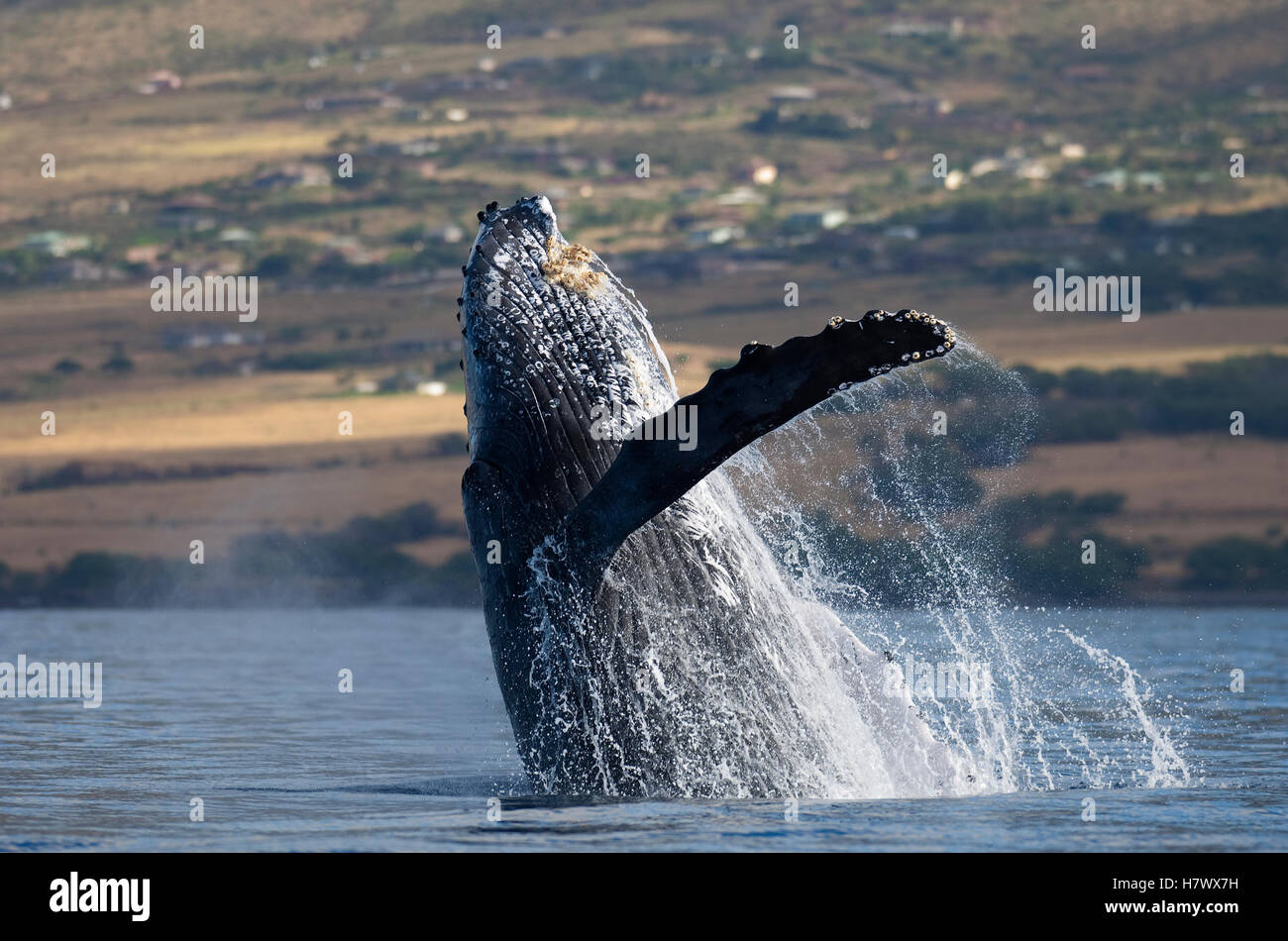 Humpback Whale (Megaptera novaeangliae) breaching, Maui, Hawaii Stock ...