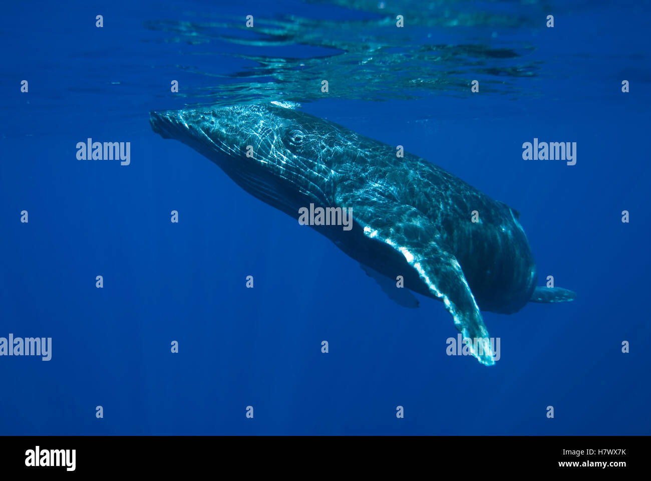 Humpback Whale (Megaptera novaeangliae) at the water's surface, Maui ...