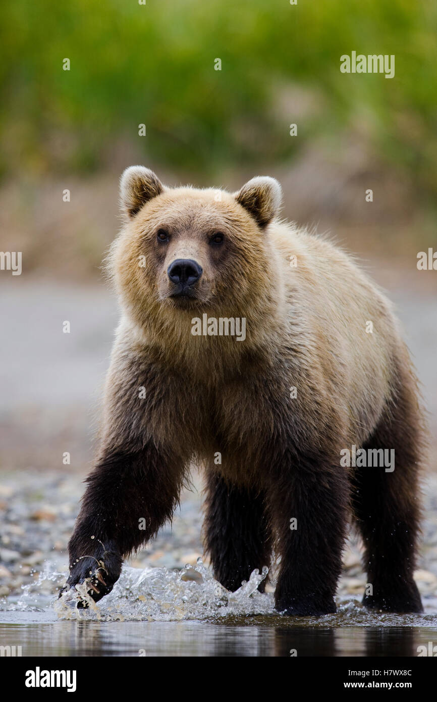 Grizzly Bear (Ursus arctos horribilis) fishing for salmon at mouth of ...