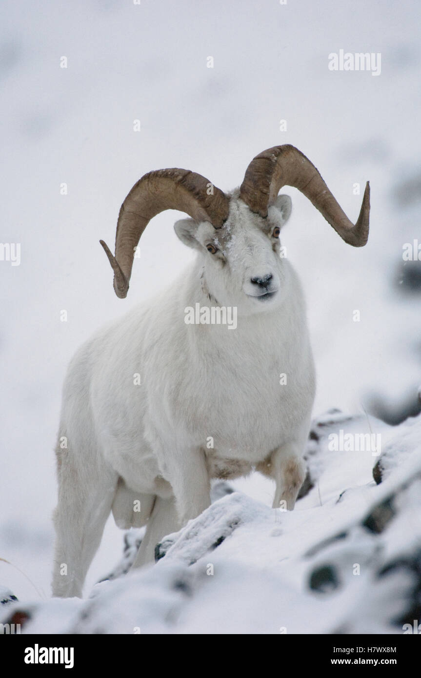 Dall Sheep (Ovis dalli) ram, Yukon Territory, Canada Stock Photo - Alamy