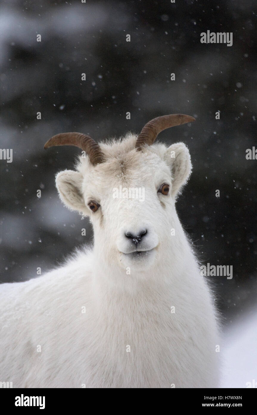 Dall Sheep (Ovis dalli) female, Yukon Territory, Canada Stock Photo - Alamy