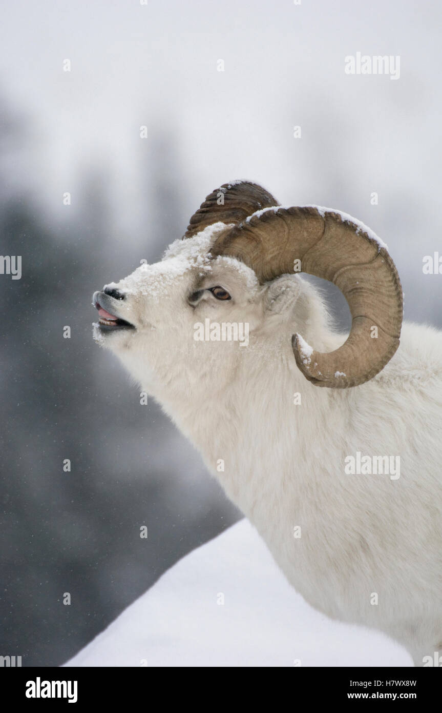 Dall Sheep (Ovis dalli) ram flehming, Yukon Territory, Canada Stock ...