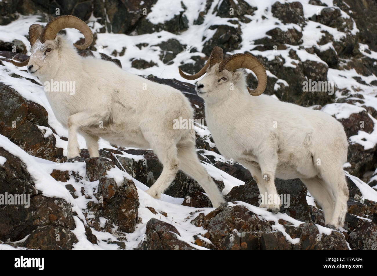 Dall Sheep (Ovis dalli) rams in rocky habitat, Yukon Territory, Canada ...