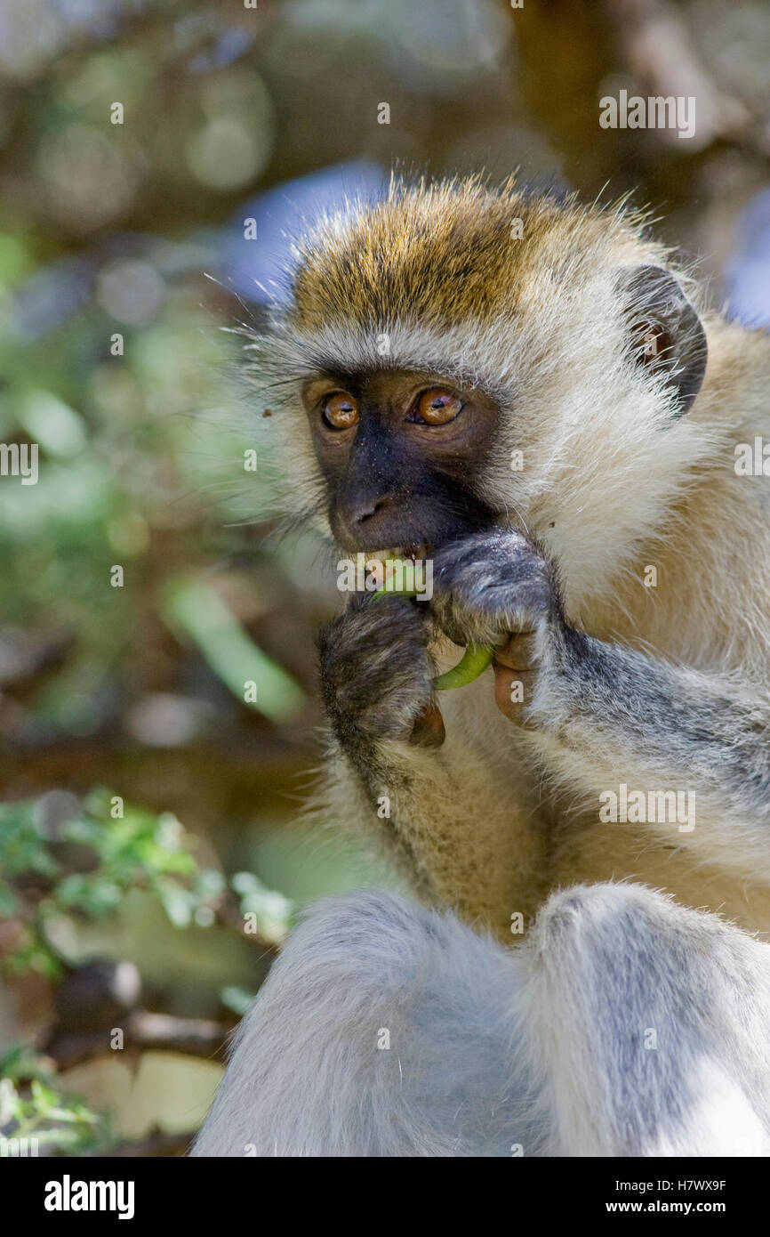 Vervet Monkey (Chlorocebus pygerythrus) eating vegetation, Lewa ...