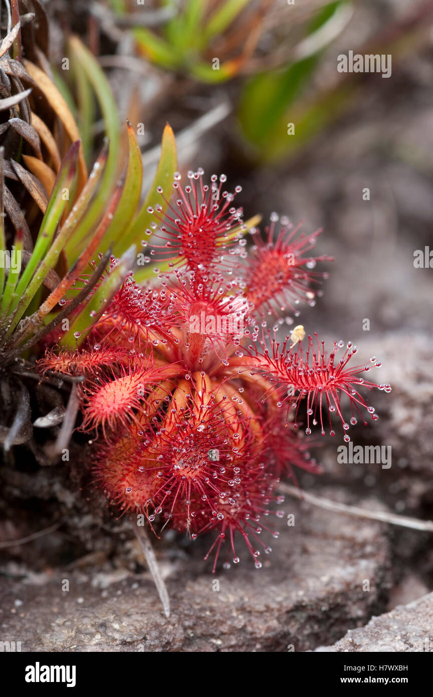 Carnivorous Plant (Drosera roraimae), Venezuela Stock Photo - Alamy