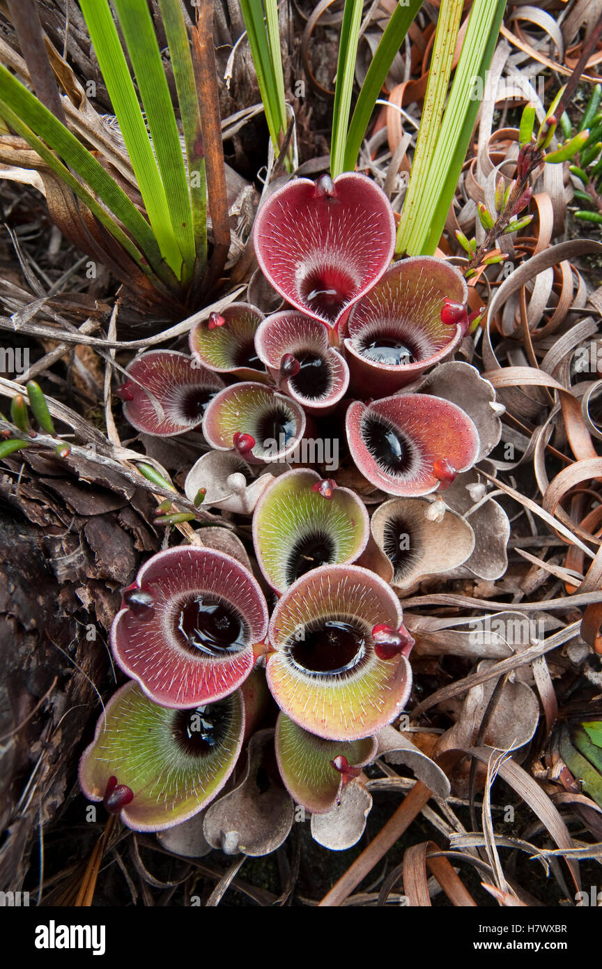 Pitcher Plant (Heliamphora pulchella), Venezuela Stock Photo - Alamy