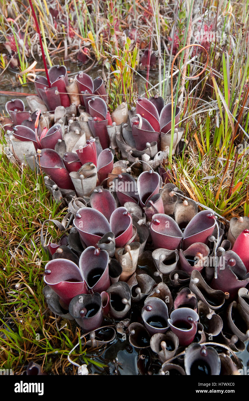 Pitcher Plant (Heliamphora pulchella), Venezuela Stock Photo - Alamy