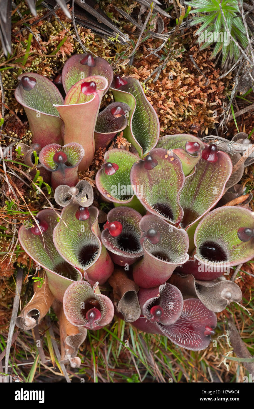 Pitcher Plant (Heliamphora pulchella), Venezuela Stock Photo - Alamy