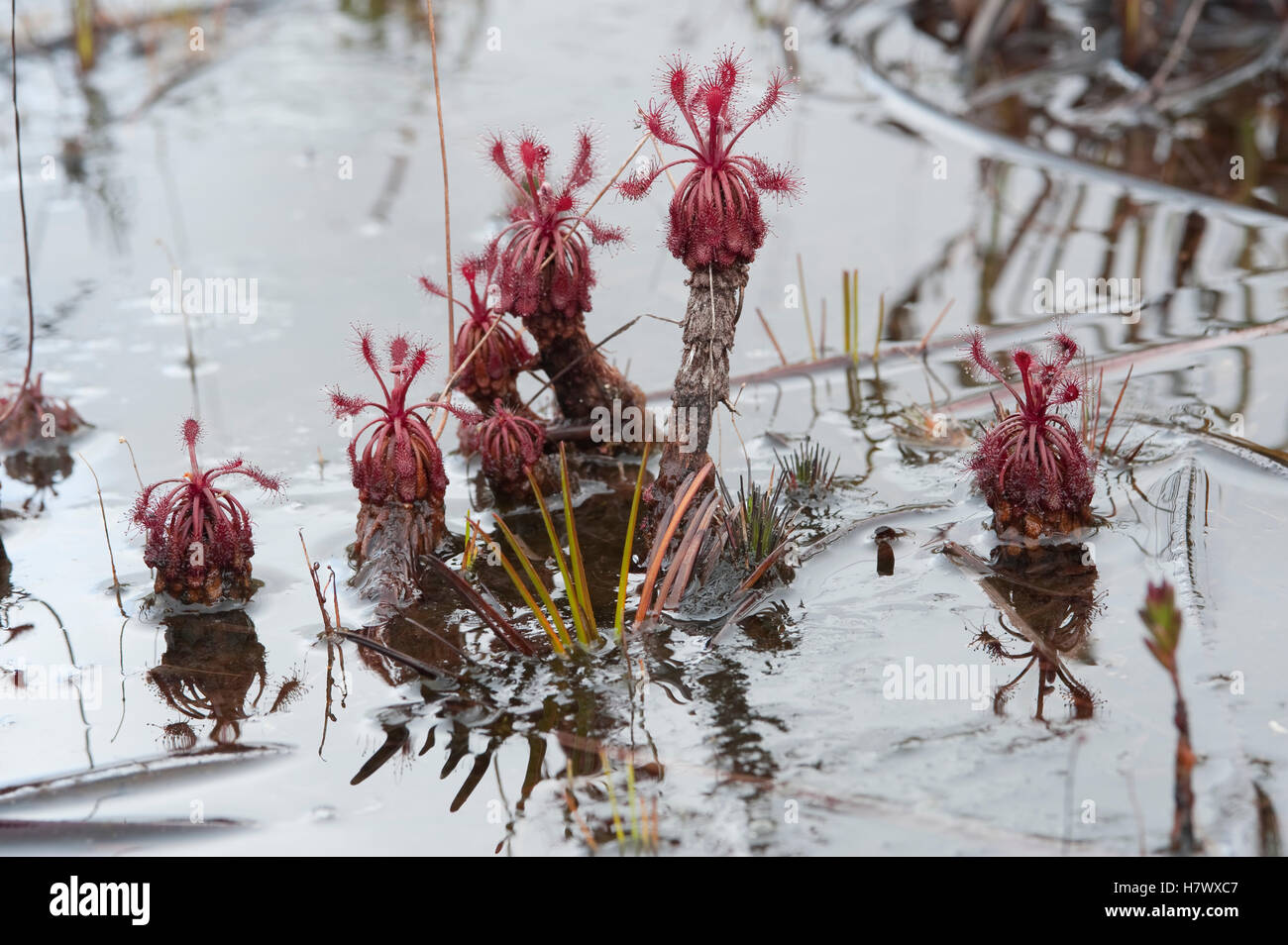 Carnivorous Plant (Drosera roraimae) in wetland, Venezuela Stock Photo ...
