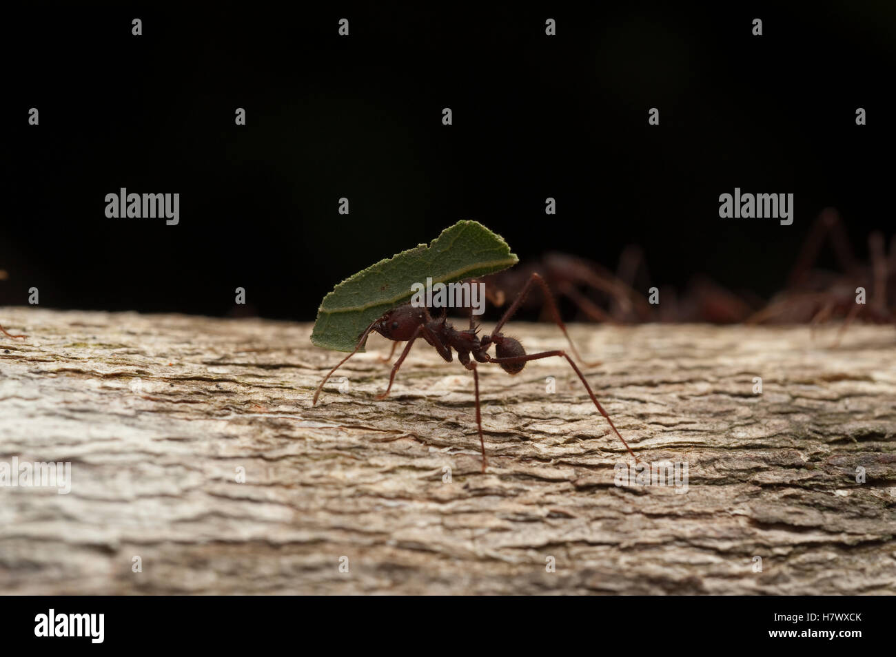 Leafcutter Ant (Atta laevigata) carrying leaf, Kavac, Venezuela Stock ...