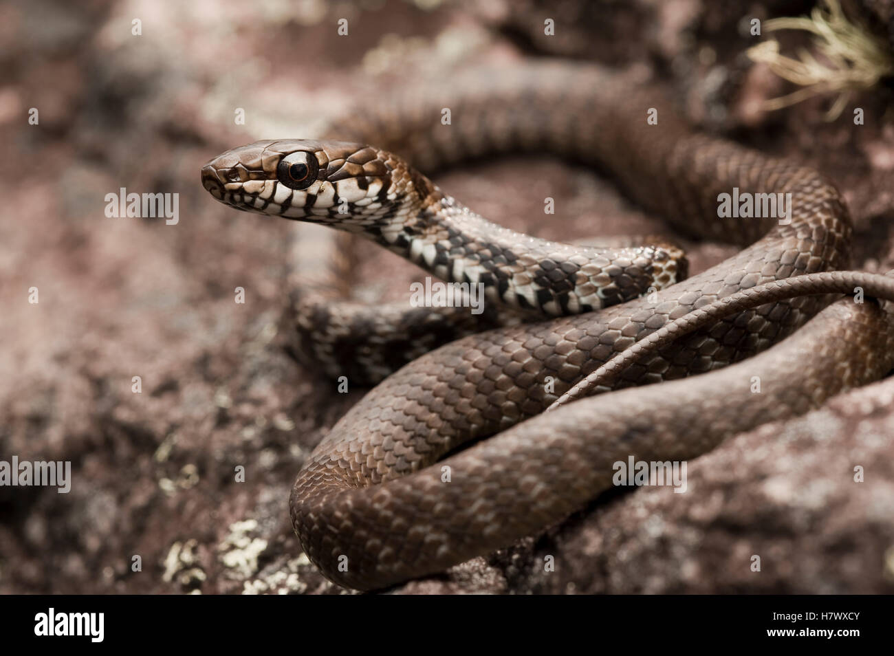Boddaert's Tropical Racer (Mastigodryas boddaerti), Venezuela Stock ...