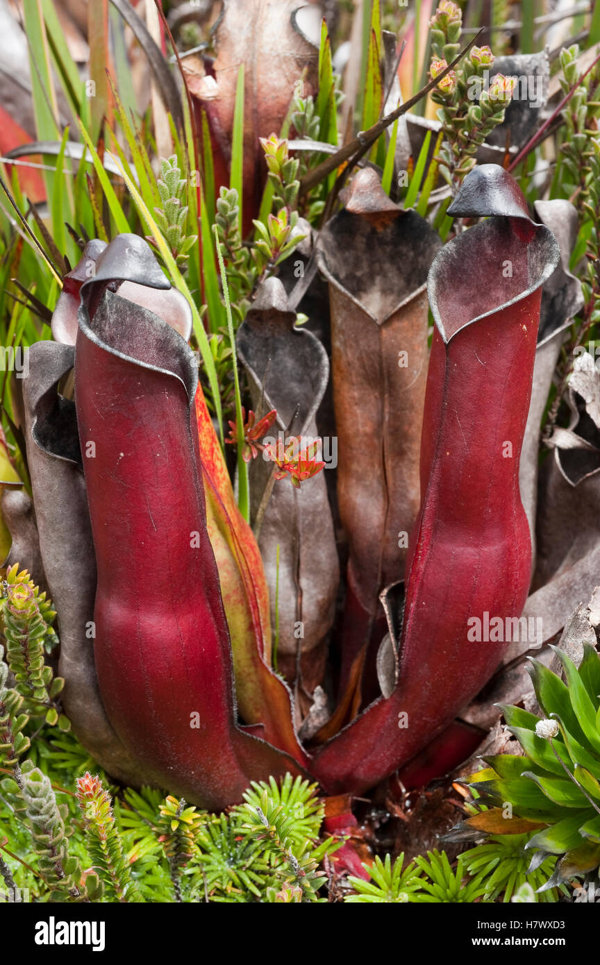 Pitcher Plant (Heliamphora heterodoxa), Venezuela Stock Photo - Alamy
