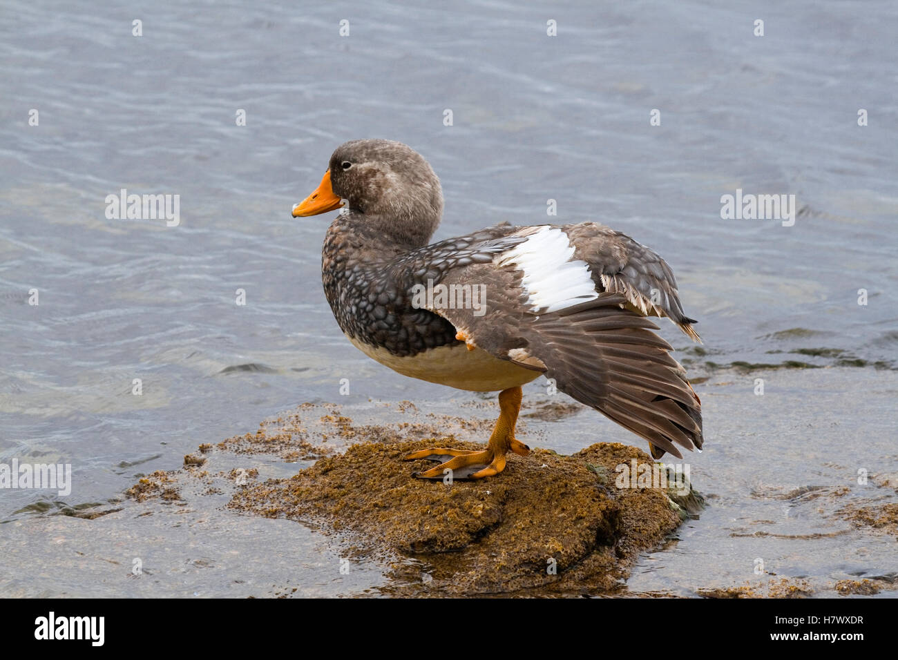 Falkland Steamerduck (Tachyeres brachypterus) stretching wing, Falkland ...