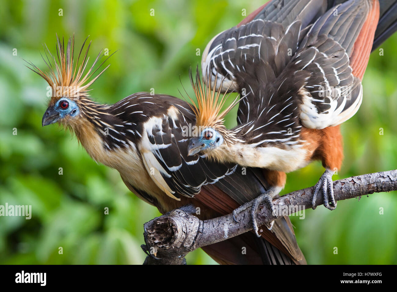 Hoatzin (Opisthocomus hoazin) pair in rainforest, Tambopata National ...