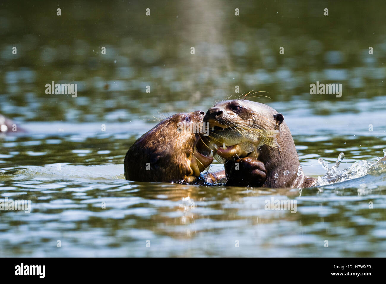 Giant River Otter (Pteronura brasiliensis) pair fighting over fish prey ...