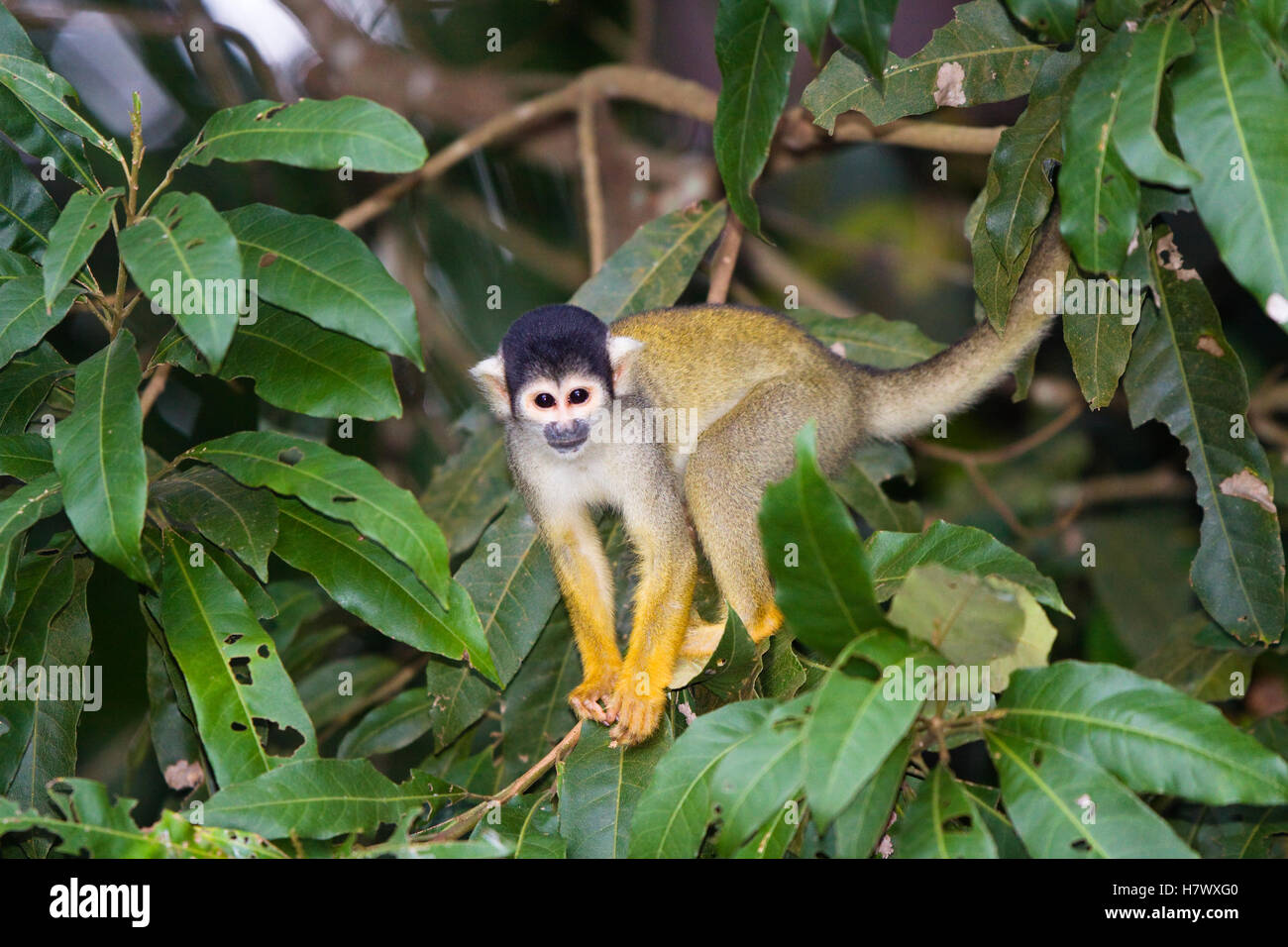 Bolivian Squirrel Monkey (Saimiri boliviensis) in rainforest, Tambopata ...