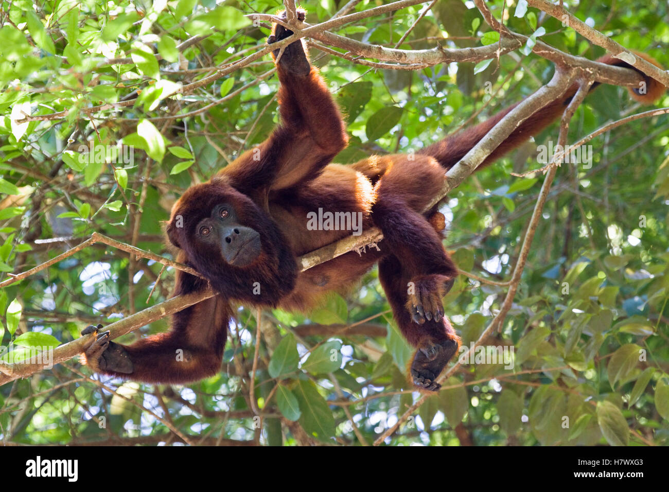 Red Howler Monkey (Alouatta seniculus) in rainforest, Tambopata ...
