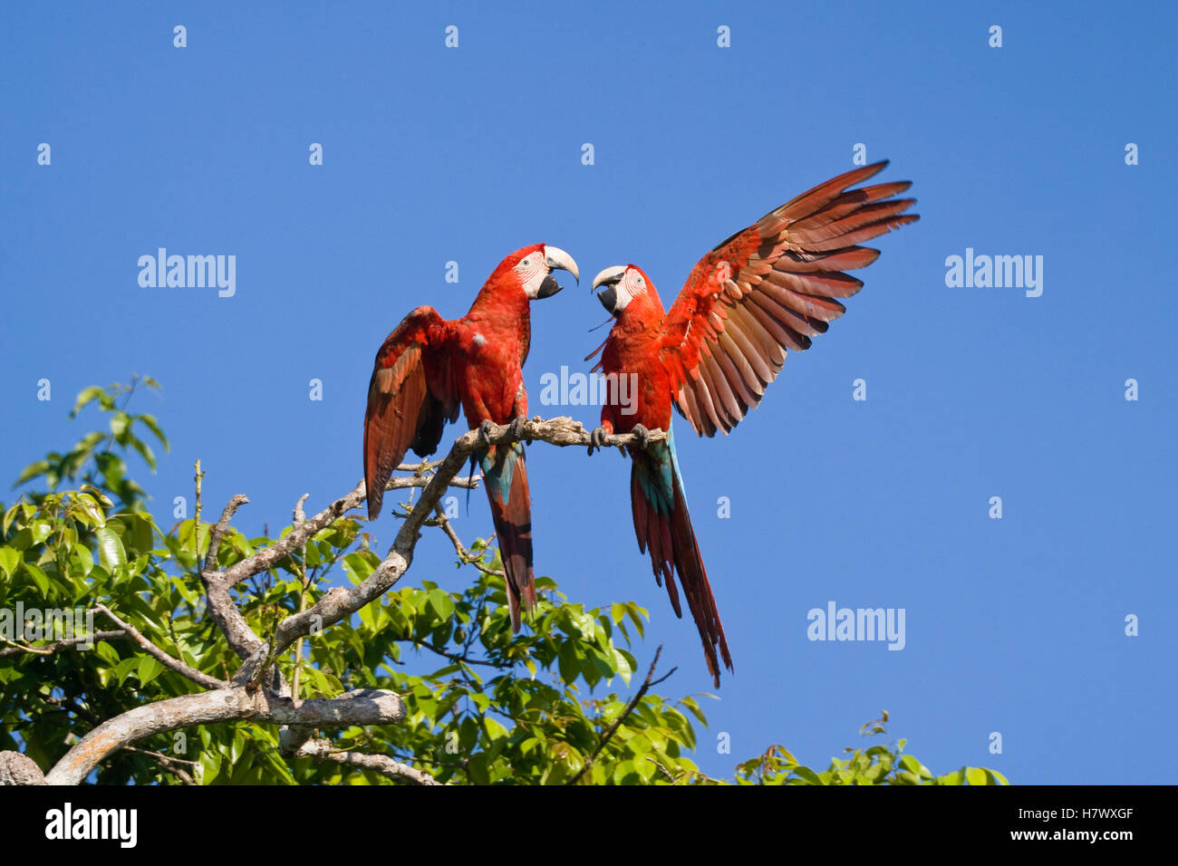 Red and Green Macaw (Ara chloroptera) pair fighting, Tambopata National ...