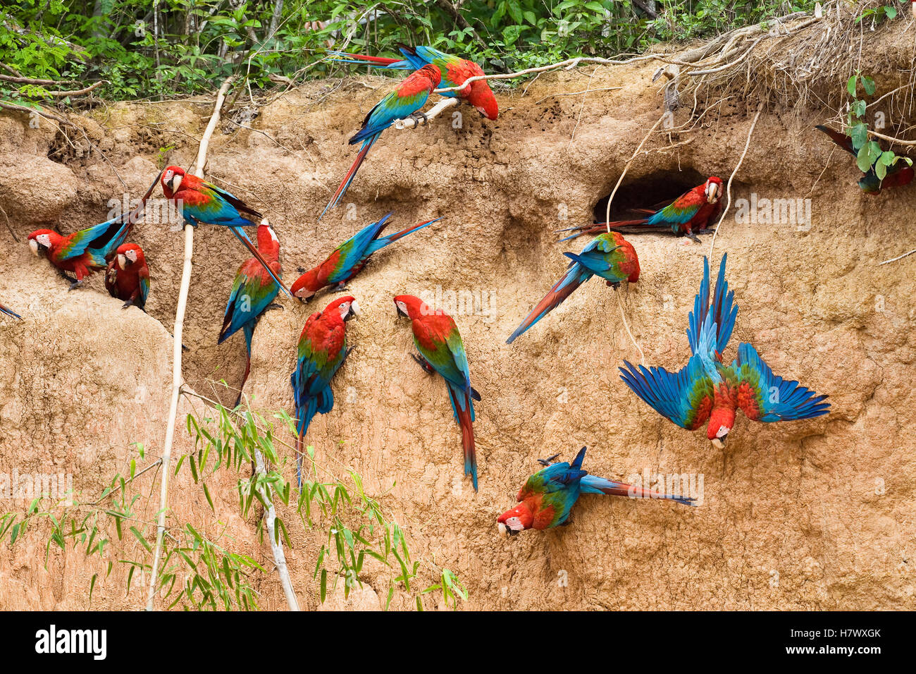 Red and Green Macaw (Ara chloroptera) flock at clay lick, Tambopata ...