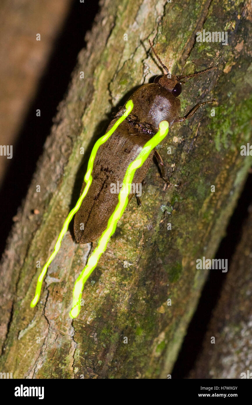 Firefly (Lampyridae) glowing, Tambopata National Reserve, Peru Stock ...