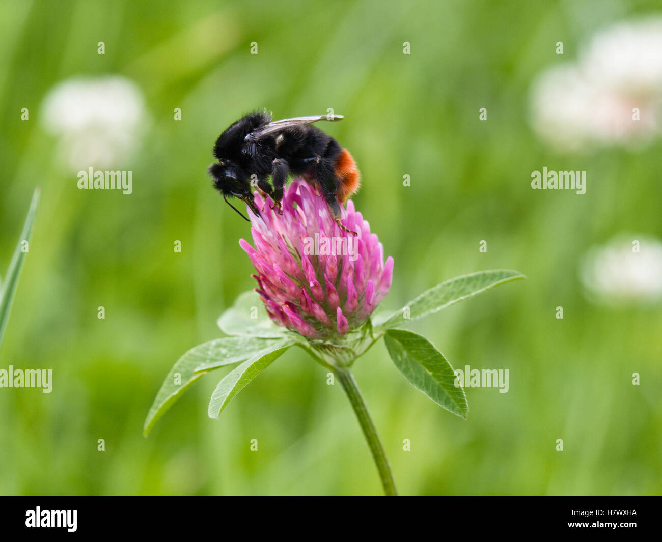 Bumblebee (Bombus sp) on flower, Bavaria, Germany Stock Photo - Alamy