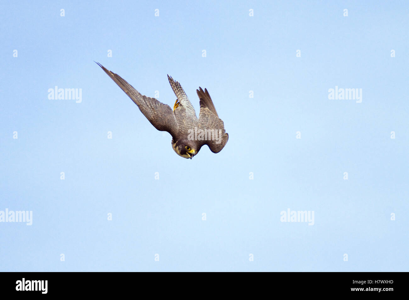 Peregrine Falcon (Falco peregrinus) stooping, Germany Stock Photo - Alamy