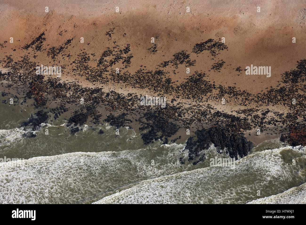 Cape Fur Seal (Arctocephalus pusillus) colony with new born pups, Cape ...