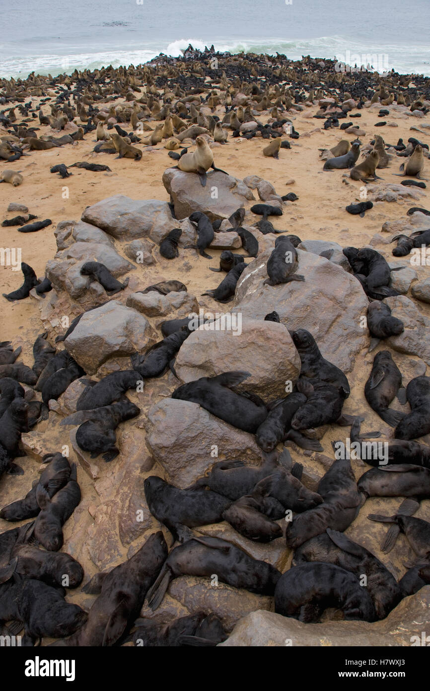 Cape Fur Seal (Arctocephalus pusillus) colony with new born pups, Cape ...