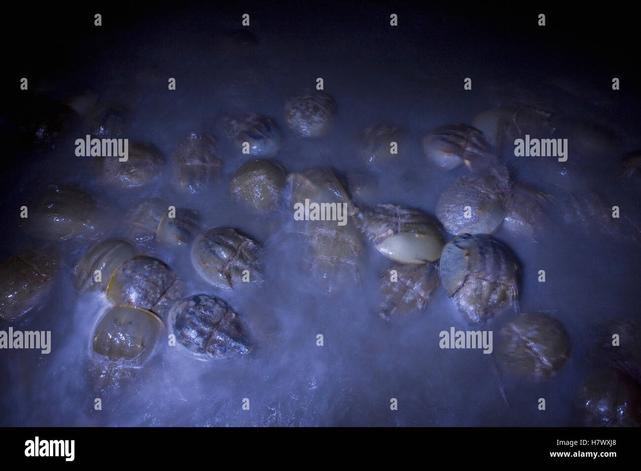 Horseshoe Crab (Limulus polyphemus) mass spawning at full moon ...