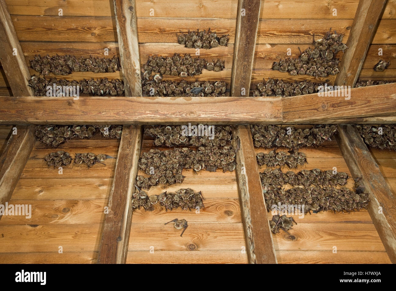 Greater Mouse-eared Bat (Myotis myotis) colony roosting under roof ...