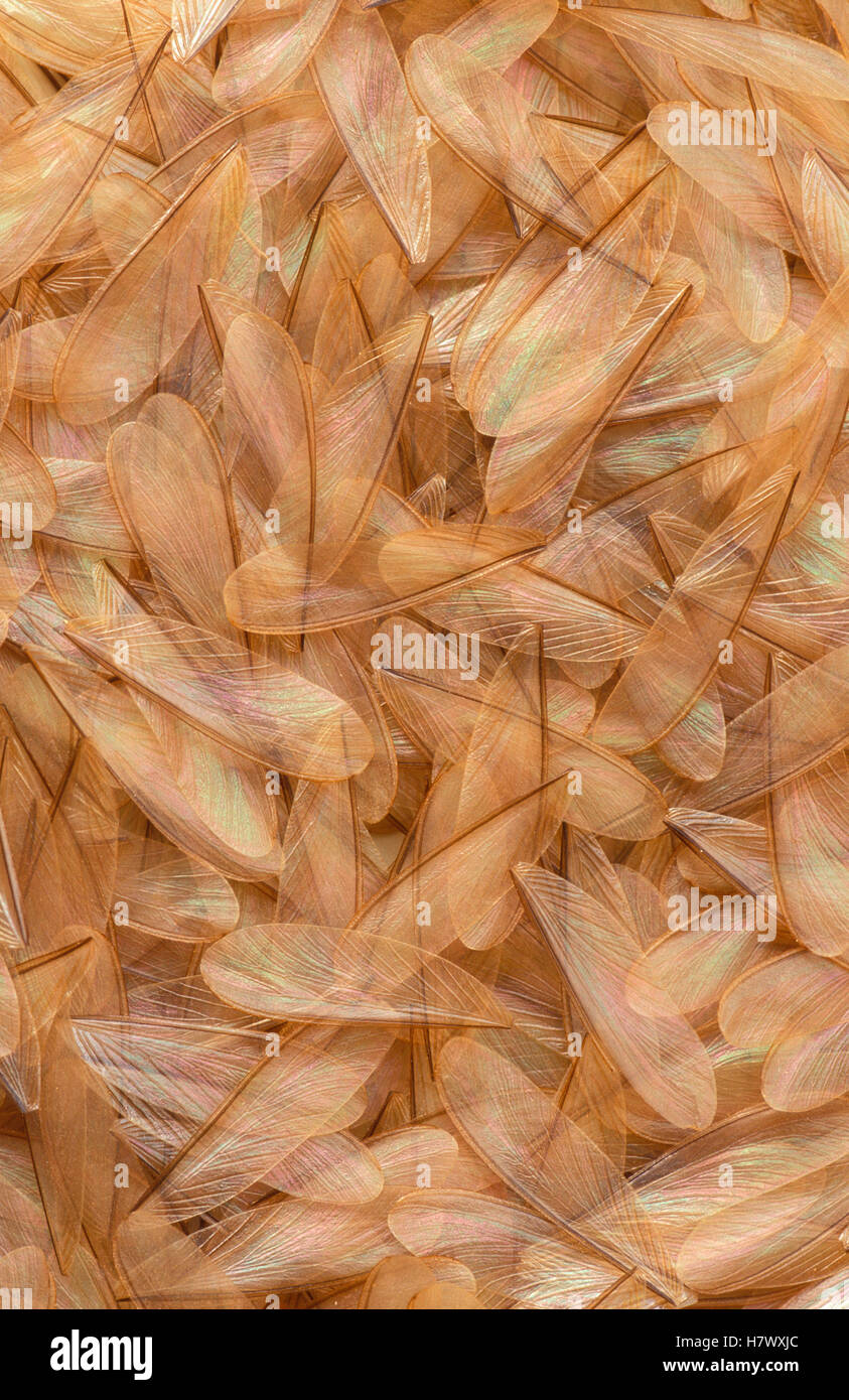 Termite dropped wings after swarming, Bandiagara, Sahel Desert, Mali ...