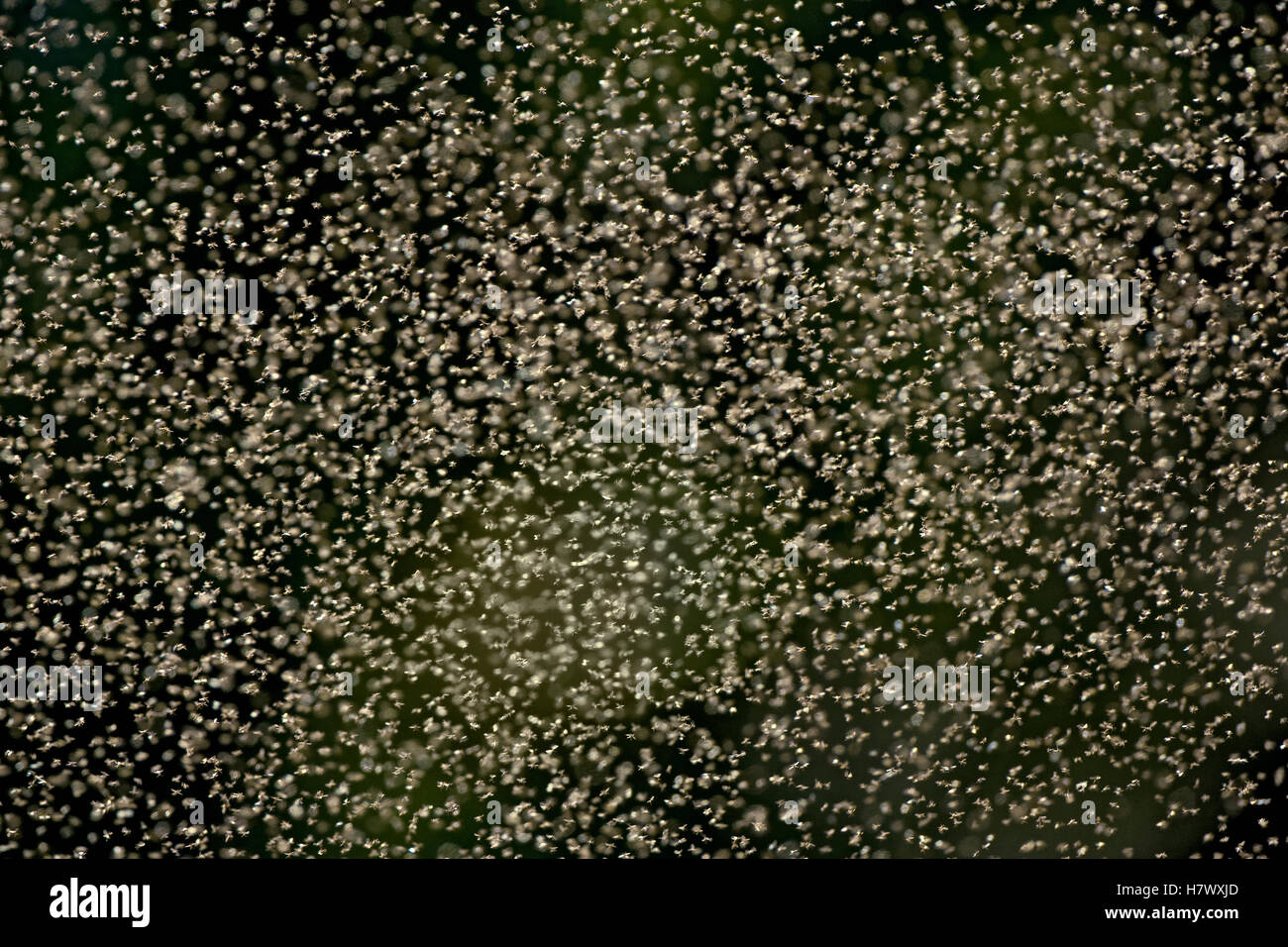 Midge (Chironomidae) swarm, France Stock Photo - Alamy