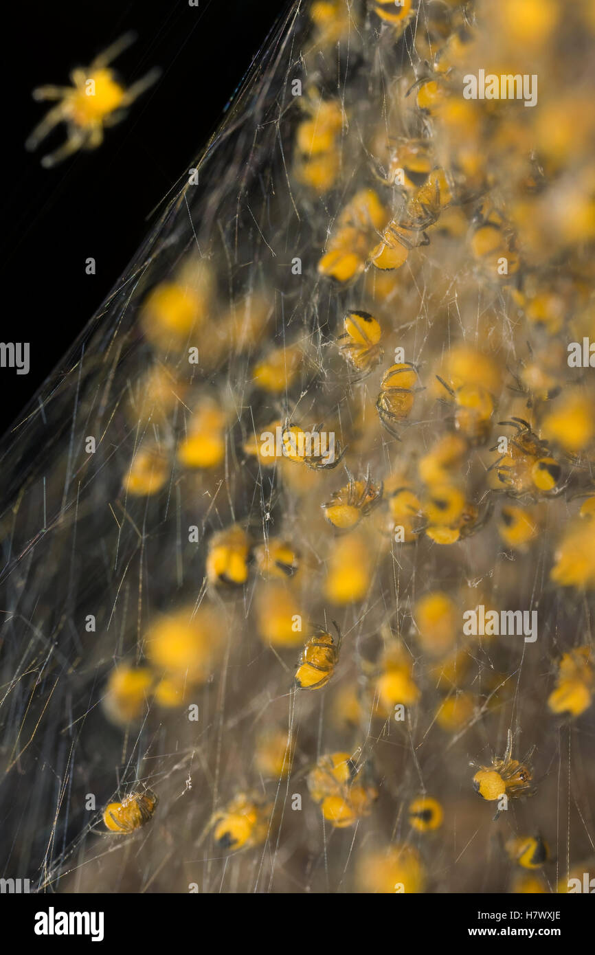 Garden Spider (Araneus diadematus) spiderlings after hatching, Germany ...