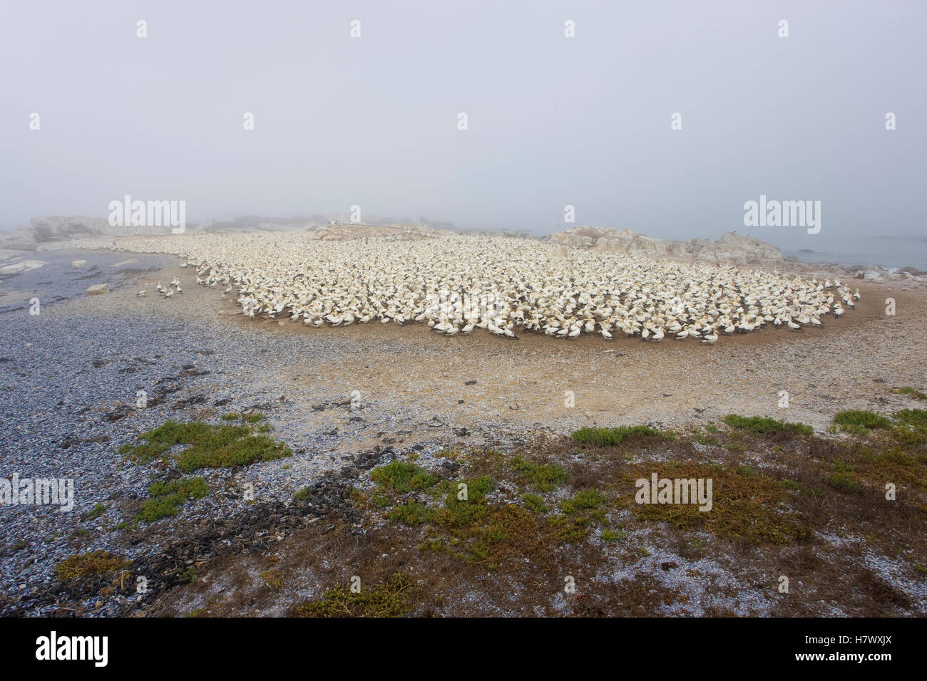 Cape Gannet (Morus capensis) colony, Lambert's Bay, South Africa Stock ...